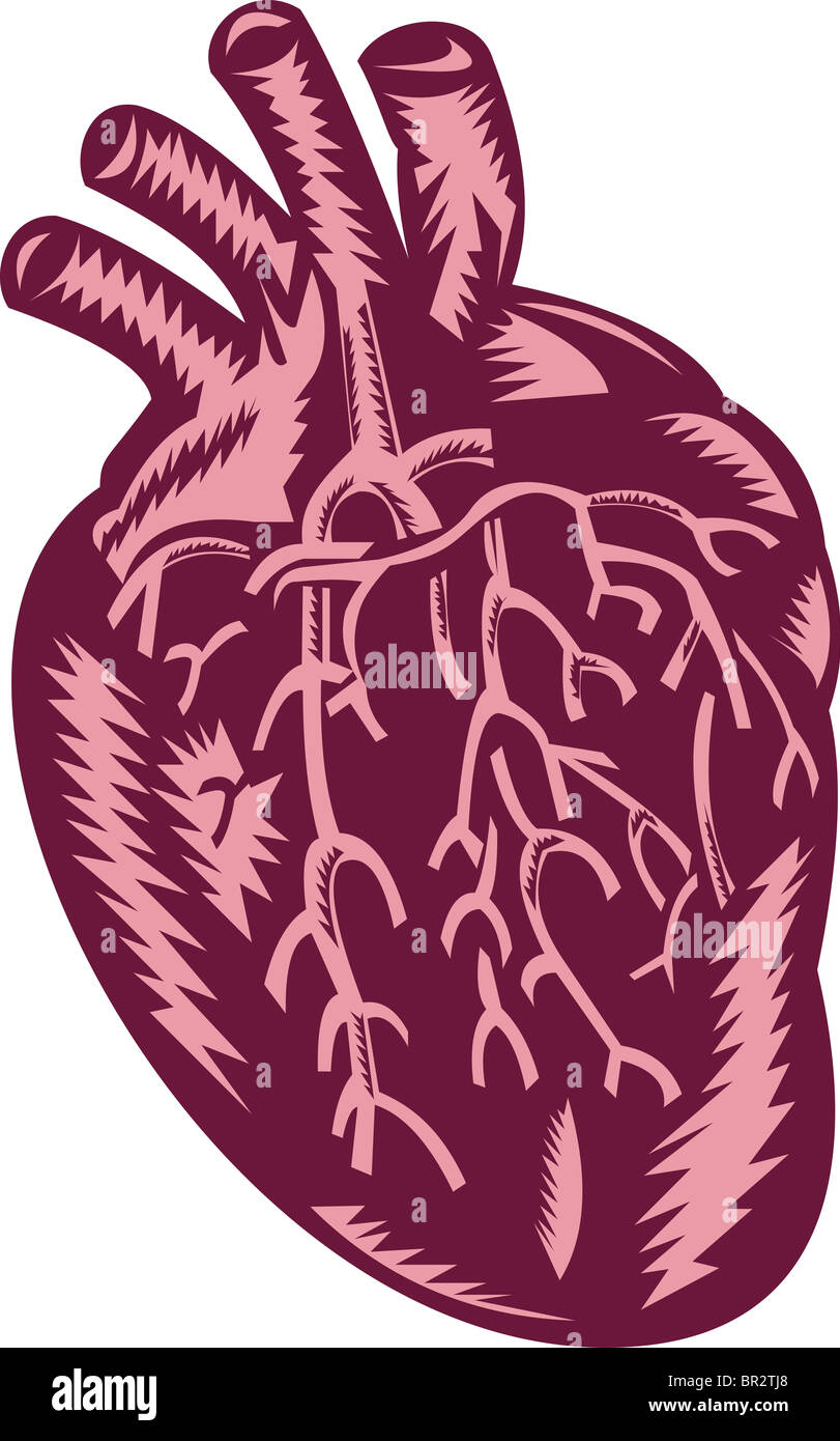 illustration of the human heart done in woodcut style isolated on white ...