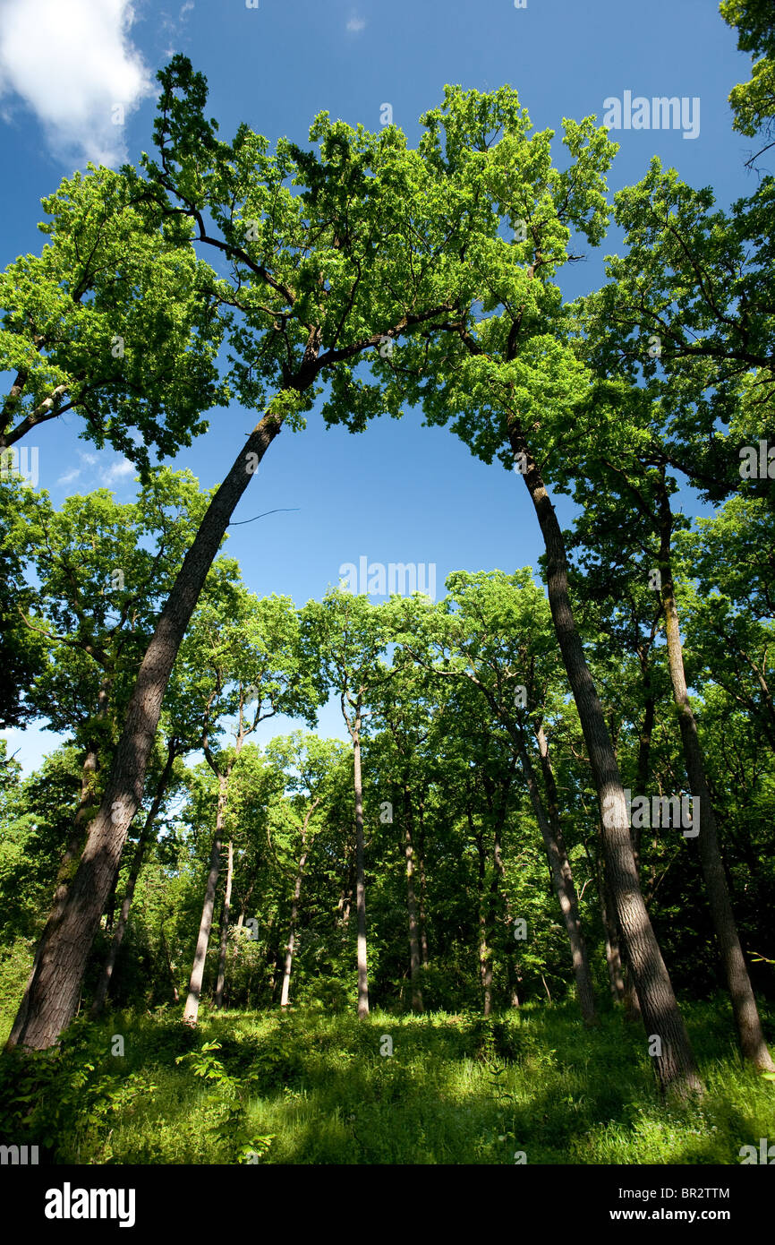 Wide angle shot of trees in a forest Stock Photo - Alamy