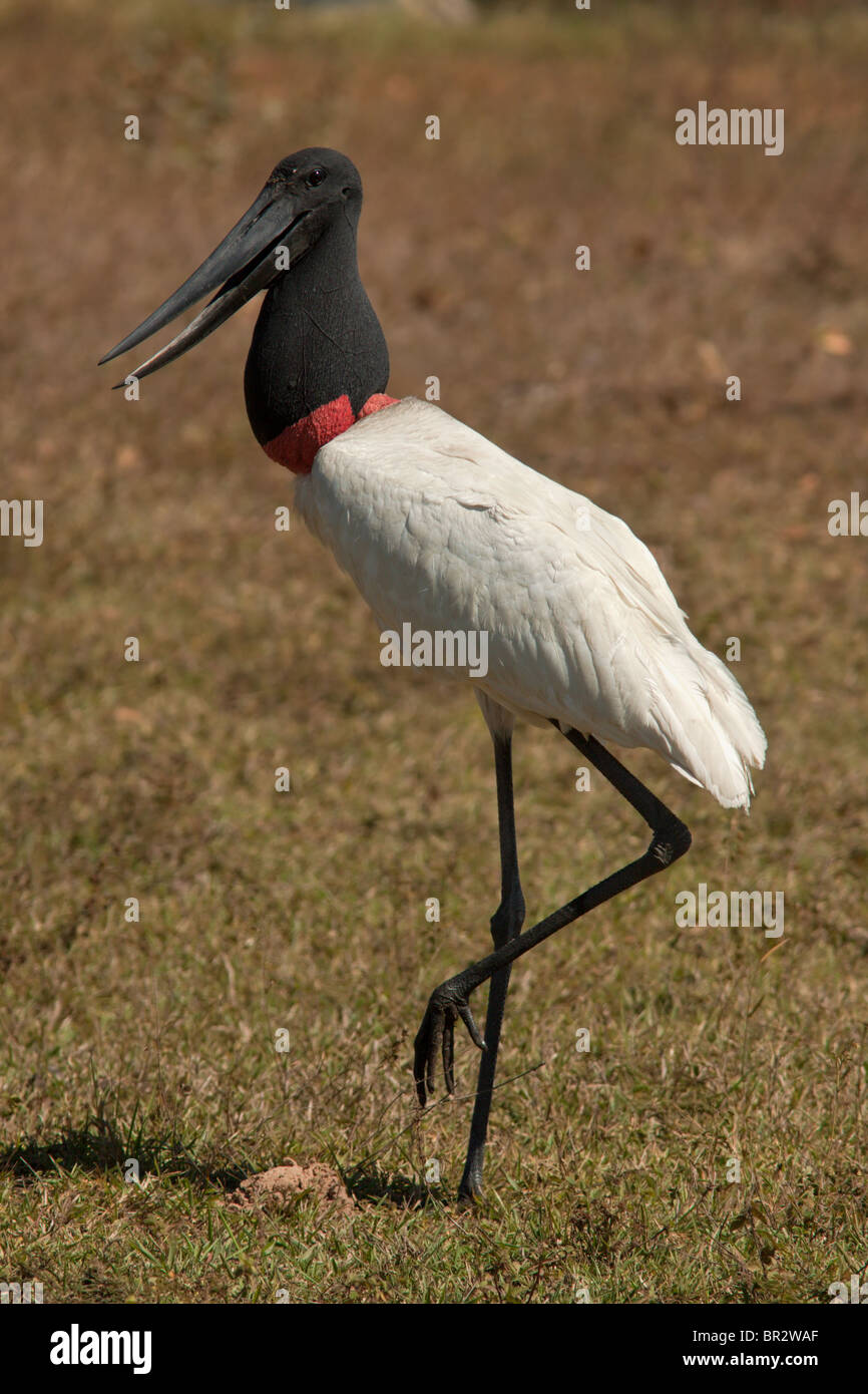 American jabiru hi-res stock photography and images - Alamy