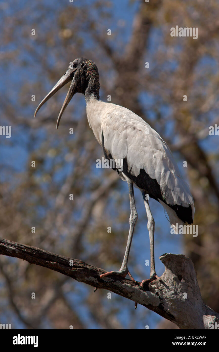 Stork in tree hi-res stock photography and images - Alamy