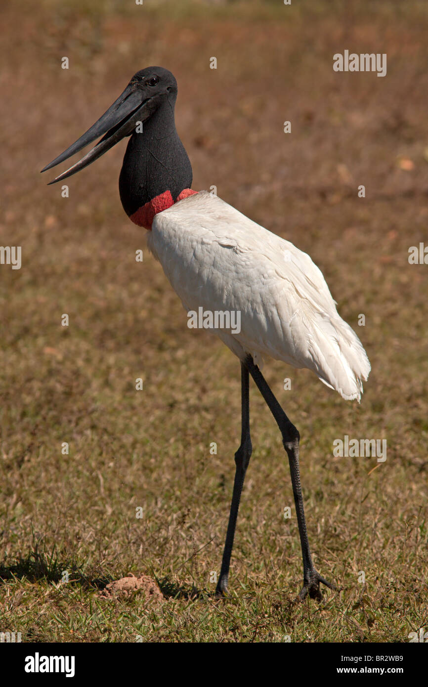 American jabiru hi-res stock photography and images - Alamy