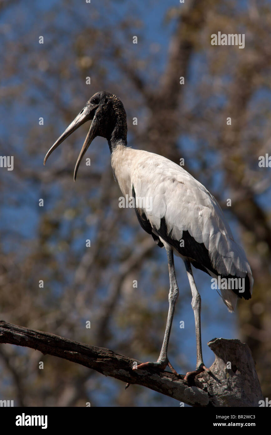 Stork in tree hi-res stock photography and images - Alamy