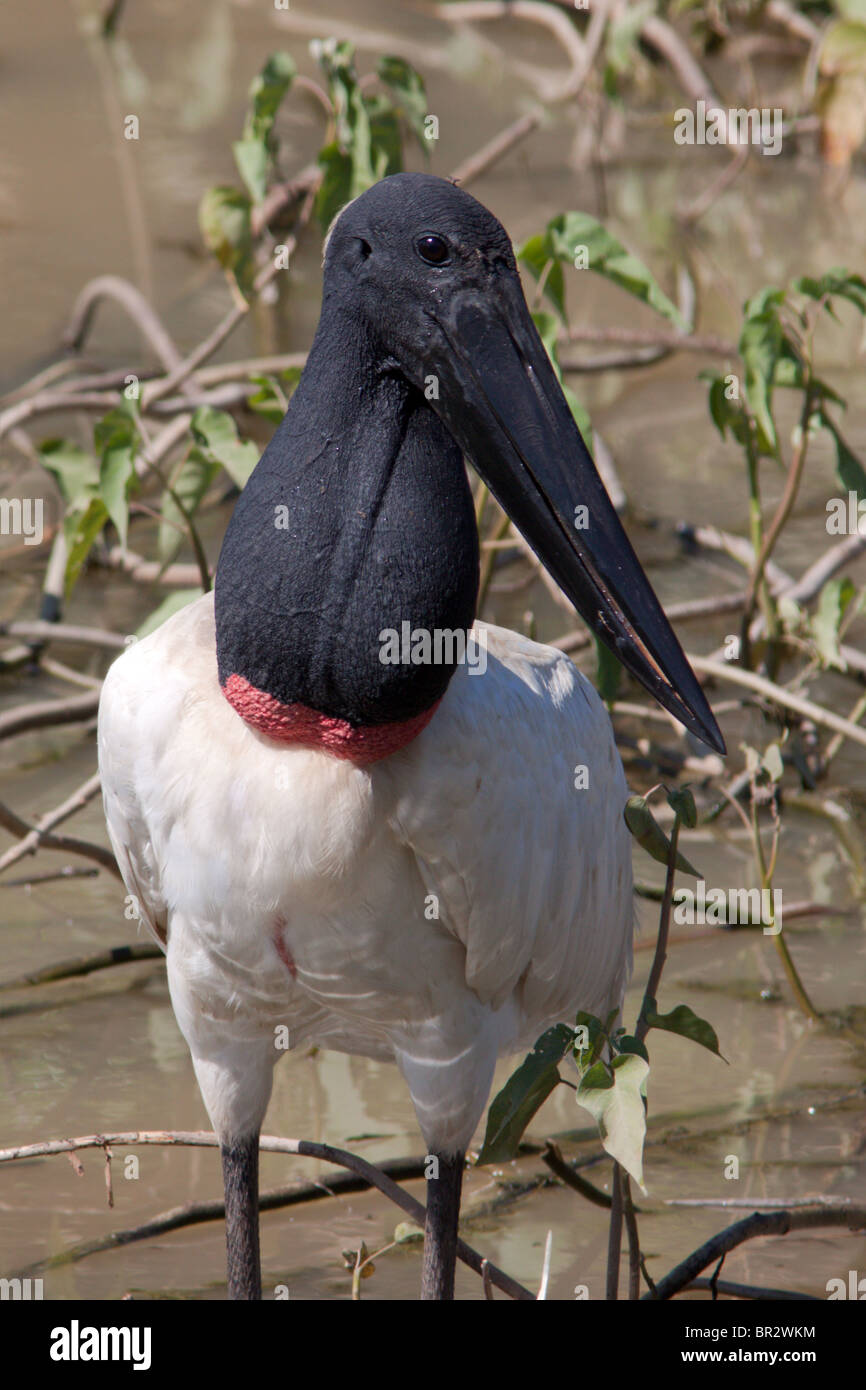American jabiru hi-res stock photography and images - Alamy