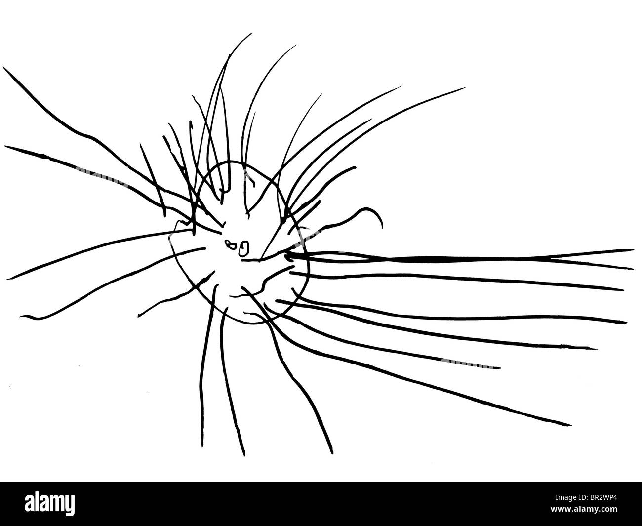 Sun drawing illustration Black and White Stock Photos & Images - Alamy