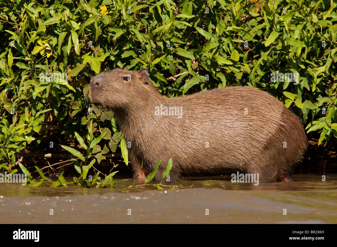 Capibara hi-res stock photography and images - Alamy