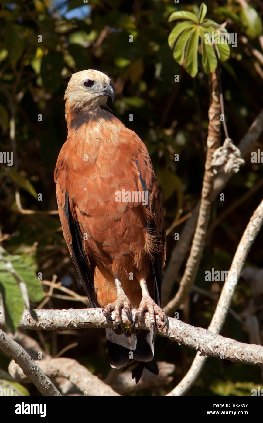 Black collared hawk hi-res stock photography and images - Alamy