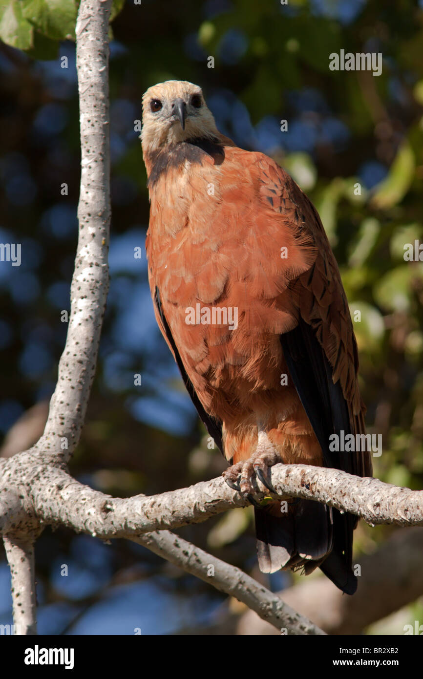 Black collared hawk hi-res stock photography and images - Alamy