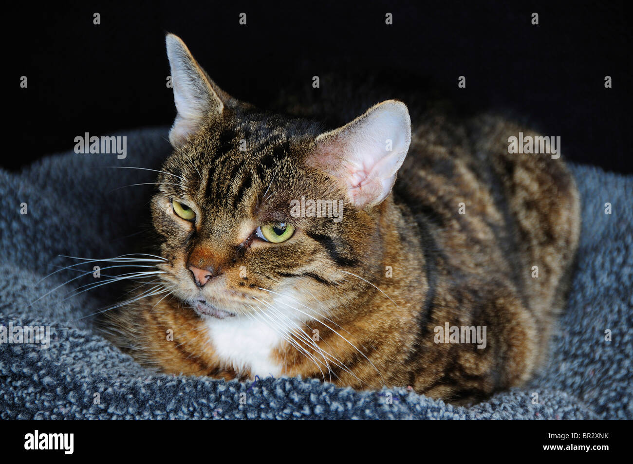 Tabby tom cat hi-res stock photography and images - Alamy