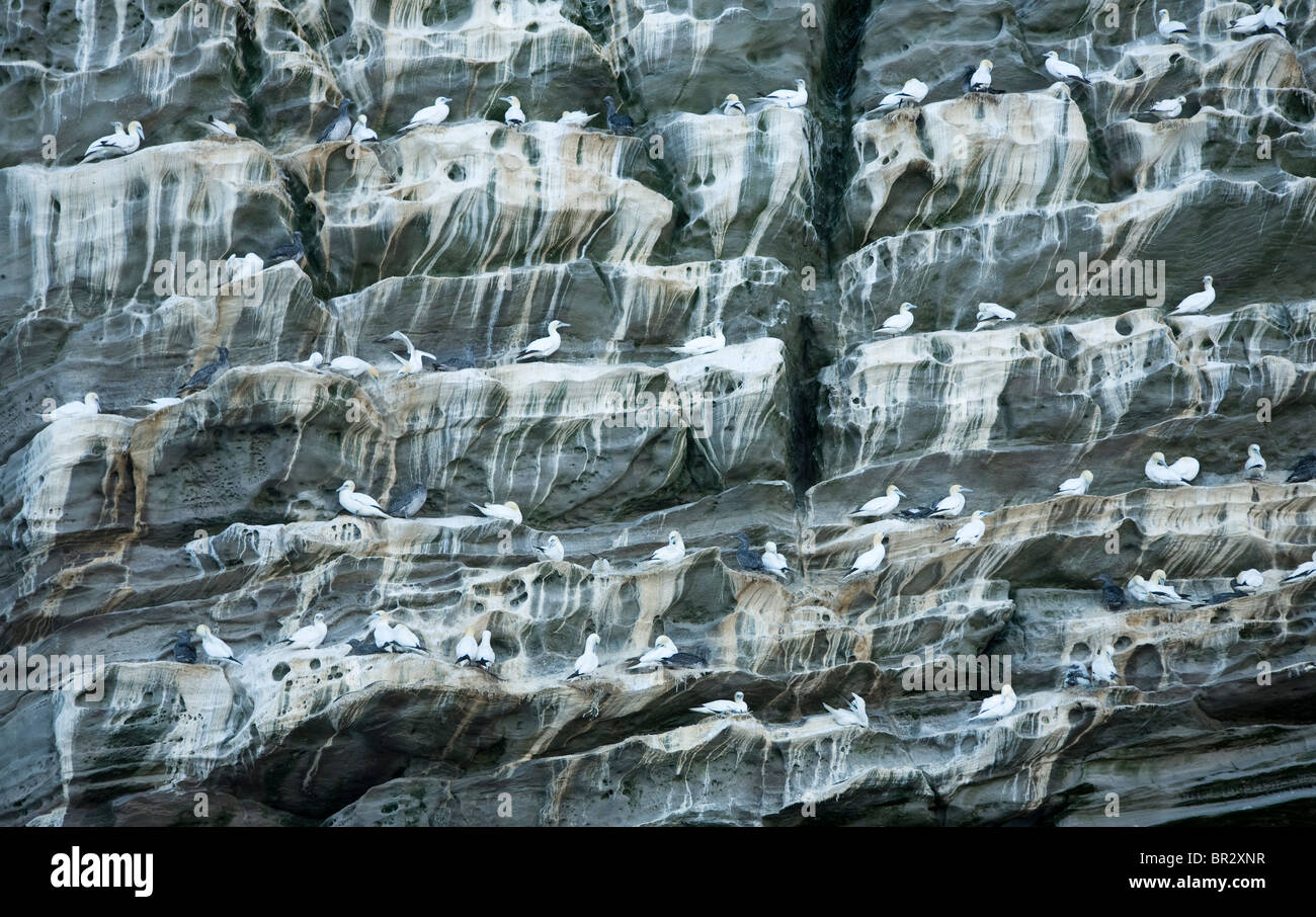 Noup of noss hi-res stock photography and images - Alamy