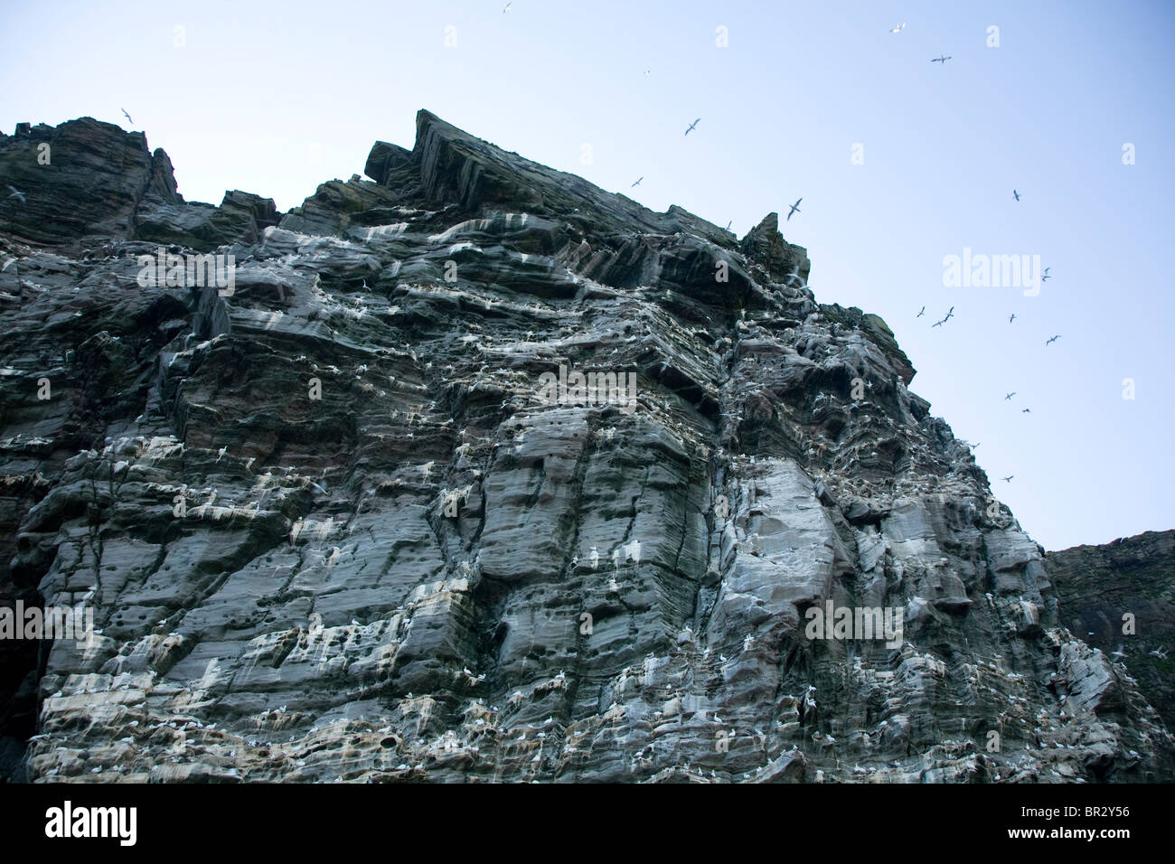 Shetland noss bird birds hi-res stock photography and images - Alamy