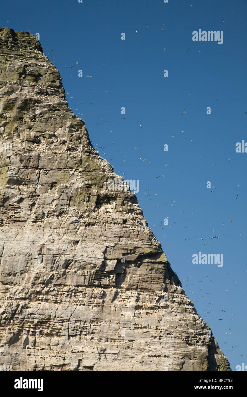 Noup of Noss gannet colony cliffs, Noss, Shetland Islands, Scotland ...