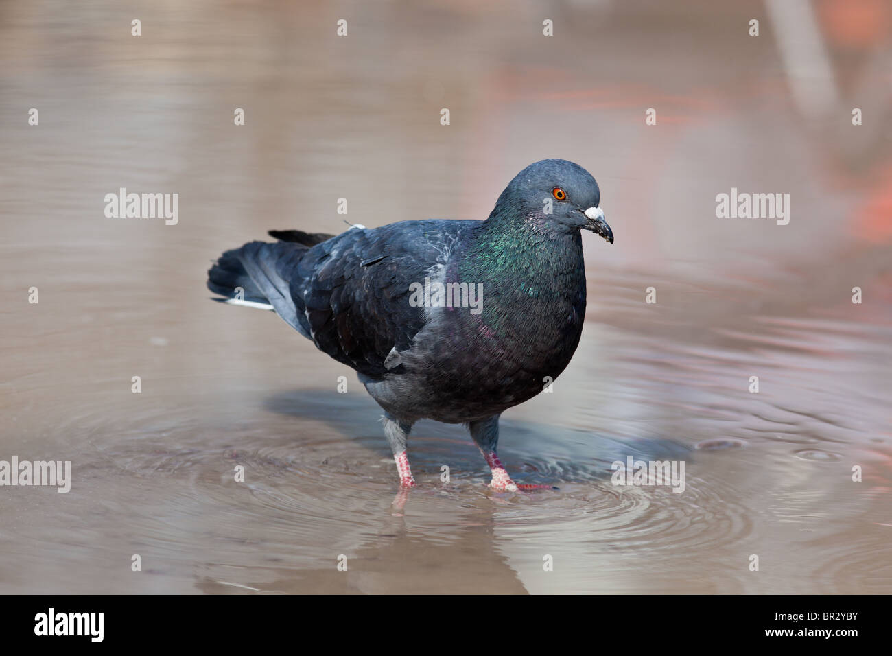 Pigeon with camera hi-res stock photography and images - Alamy