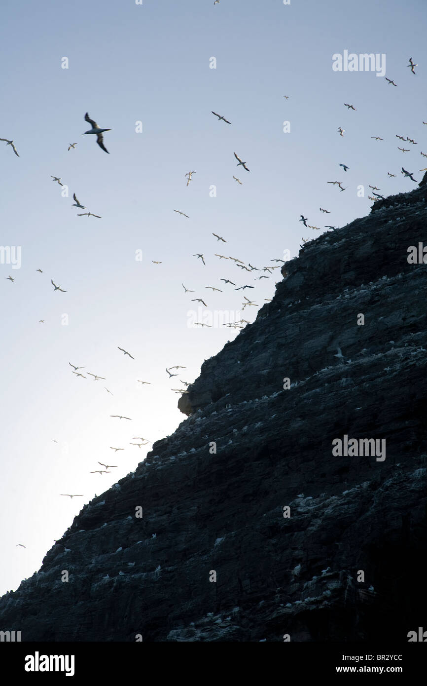 Noup of Noss gannet colony cliffs, Noss, Shetland Islands, Scotland ...
