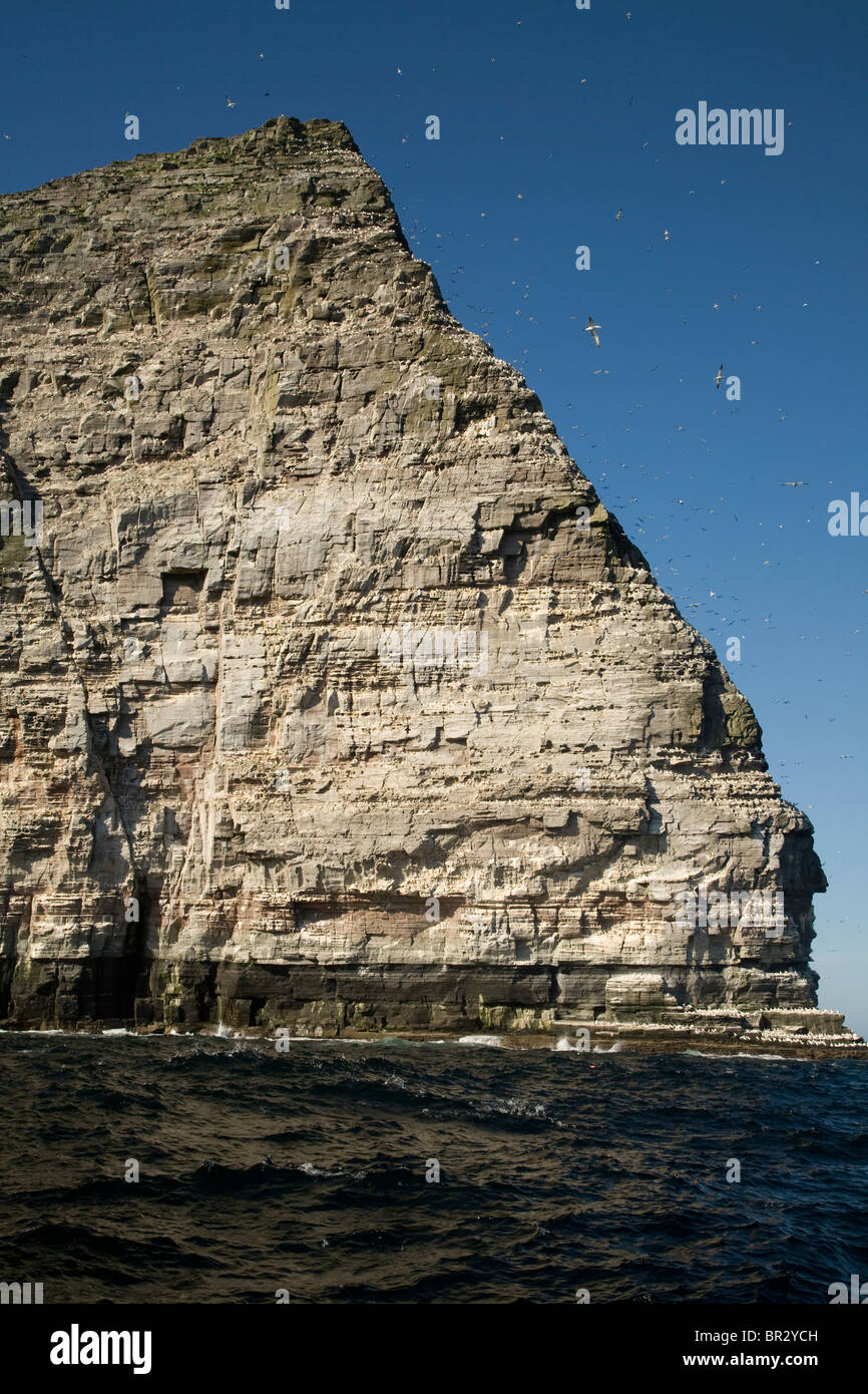 Gannet overhead hi-res stock photography and images - Alamy