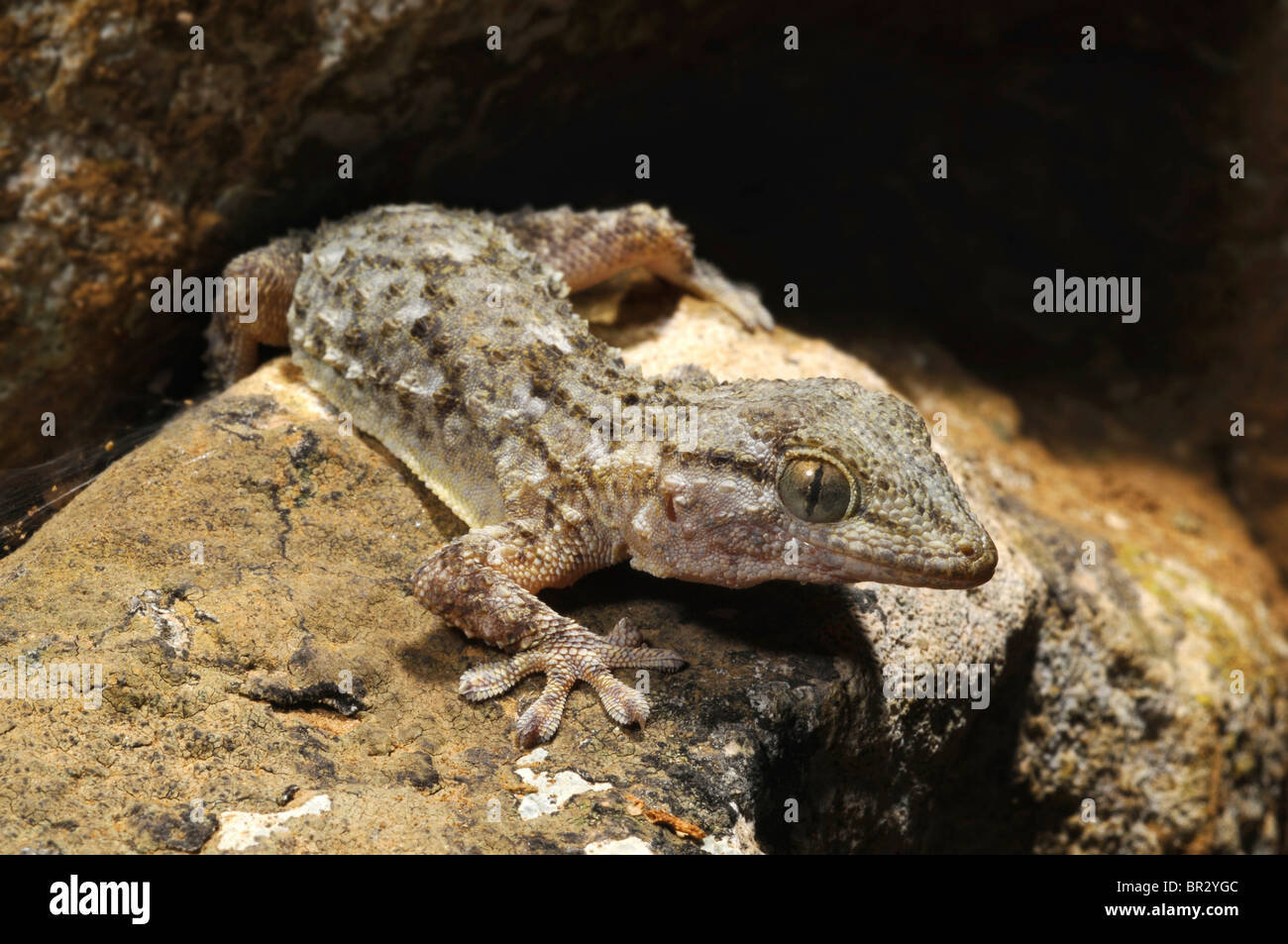 common wall gecko, Moorish gecko (Tarentola mauritanica), sitting on a ...