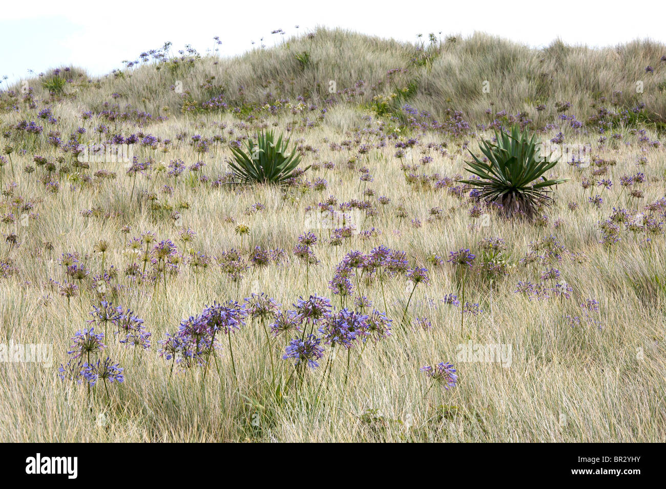 Wild Agapanthus plants on Tresco Isles of Scilly Stock Photo - Alamy
