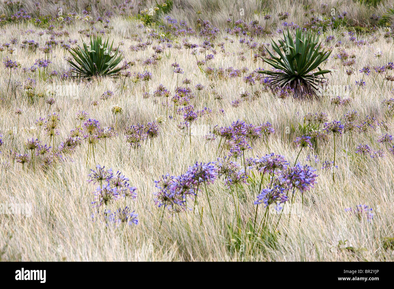 Wild Agapanthus plants on Tresco Isles of Scilly Stock Photo - Alamy