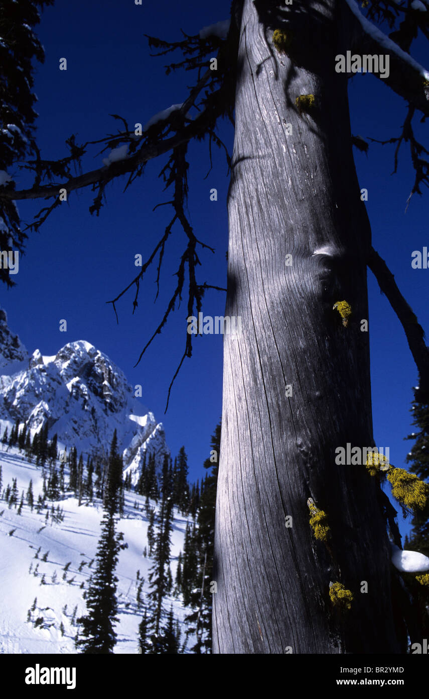 Winter scene and mountain with tree Stock Photo - Alamy