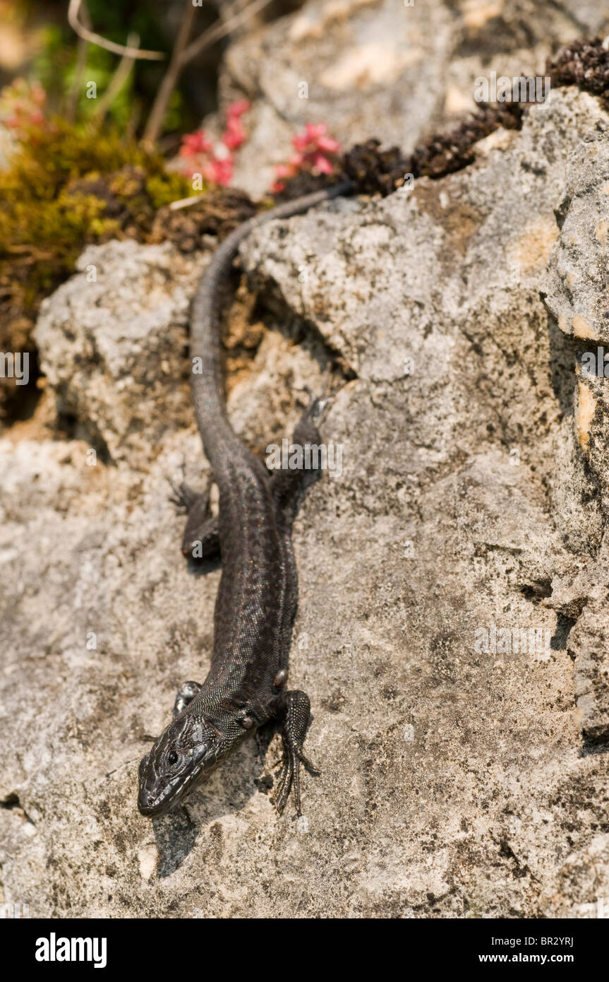 common wall lizard (Lacerta muralis, Podarcis muralis), melanistic male ...