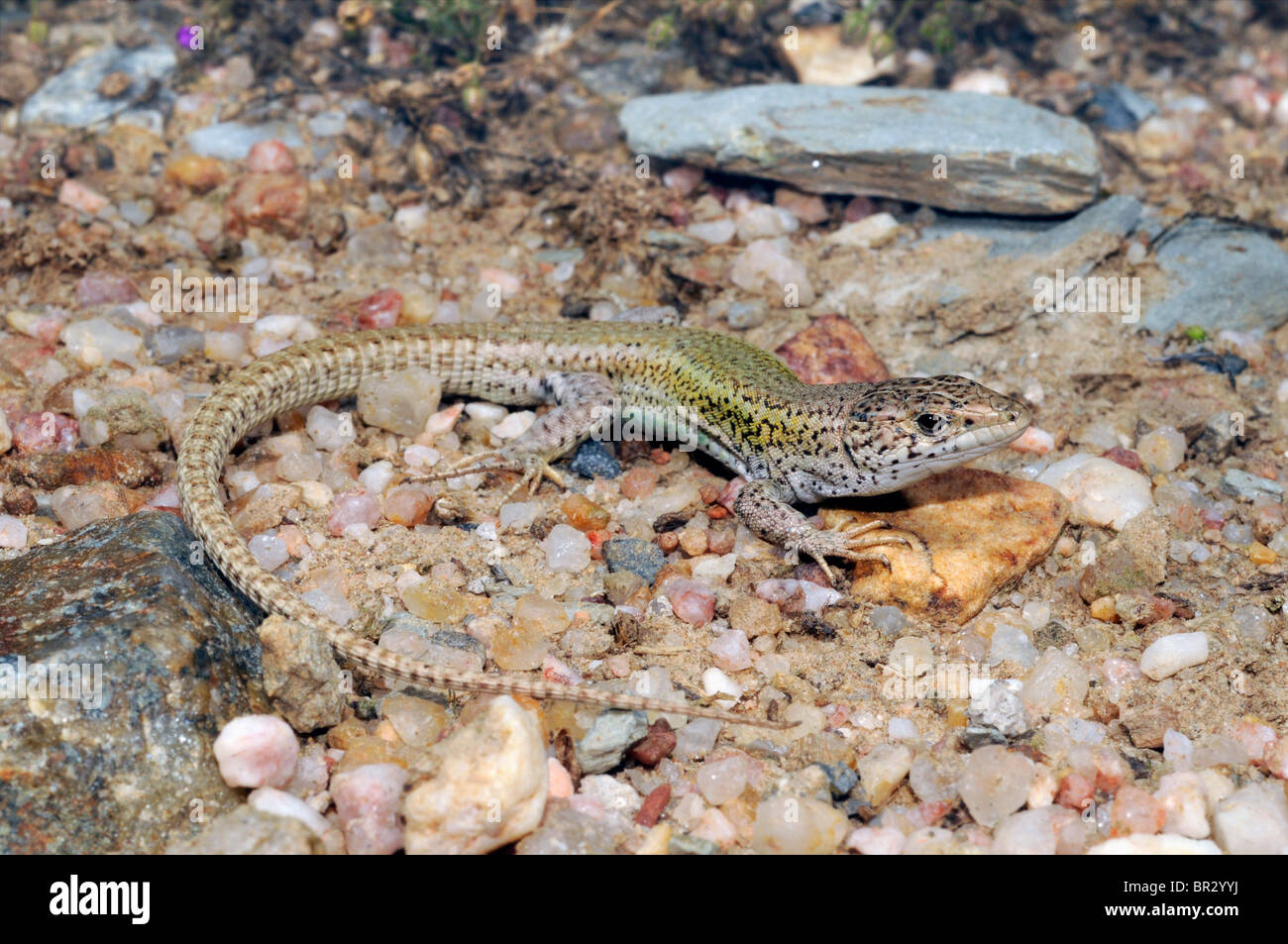 Lizard portugal hi-res stock photography and images - Alamy