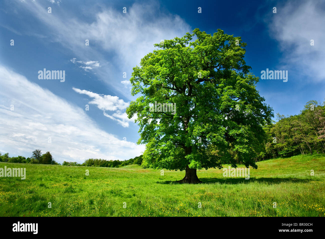 Single big oak tree in a meadow near the forest Stock Photo - Alamy