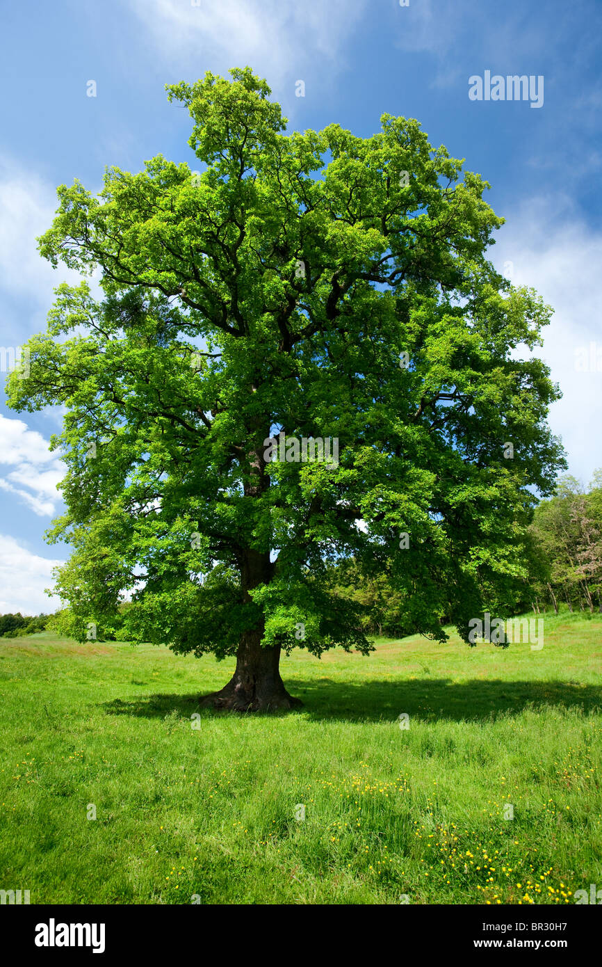 Single big oak tree in a meadow near the forest Stock Photo - Alamy