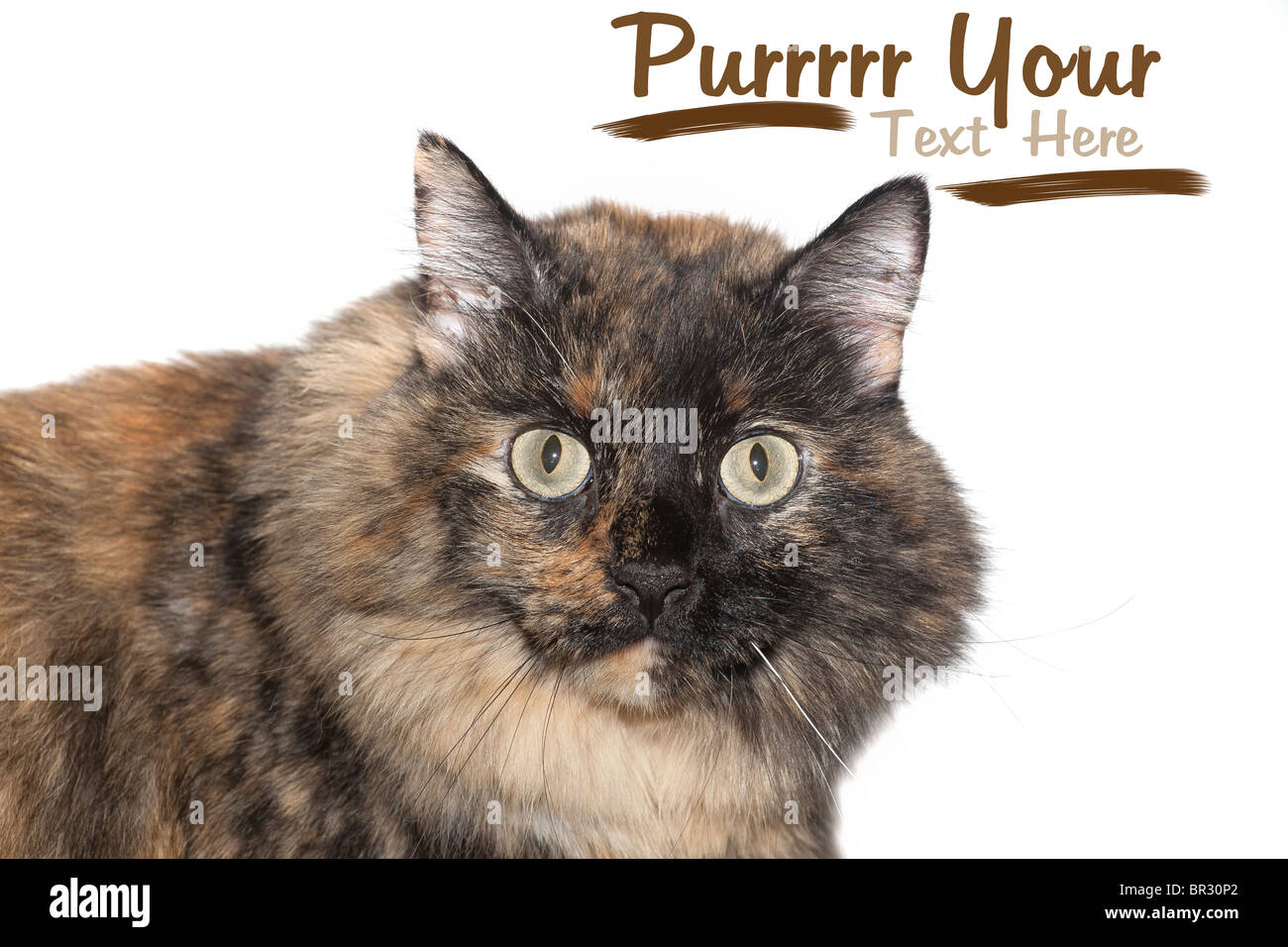 Grumpy face cat hi-res stock photography and images - Alamy