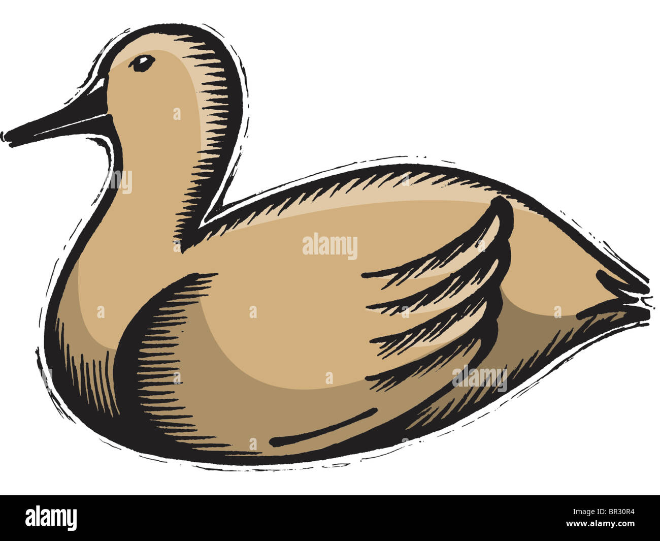 Drawing duck hi-res stock photography and images - Alamy