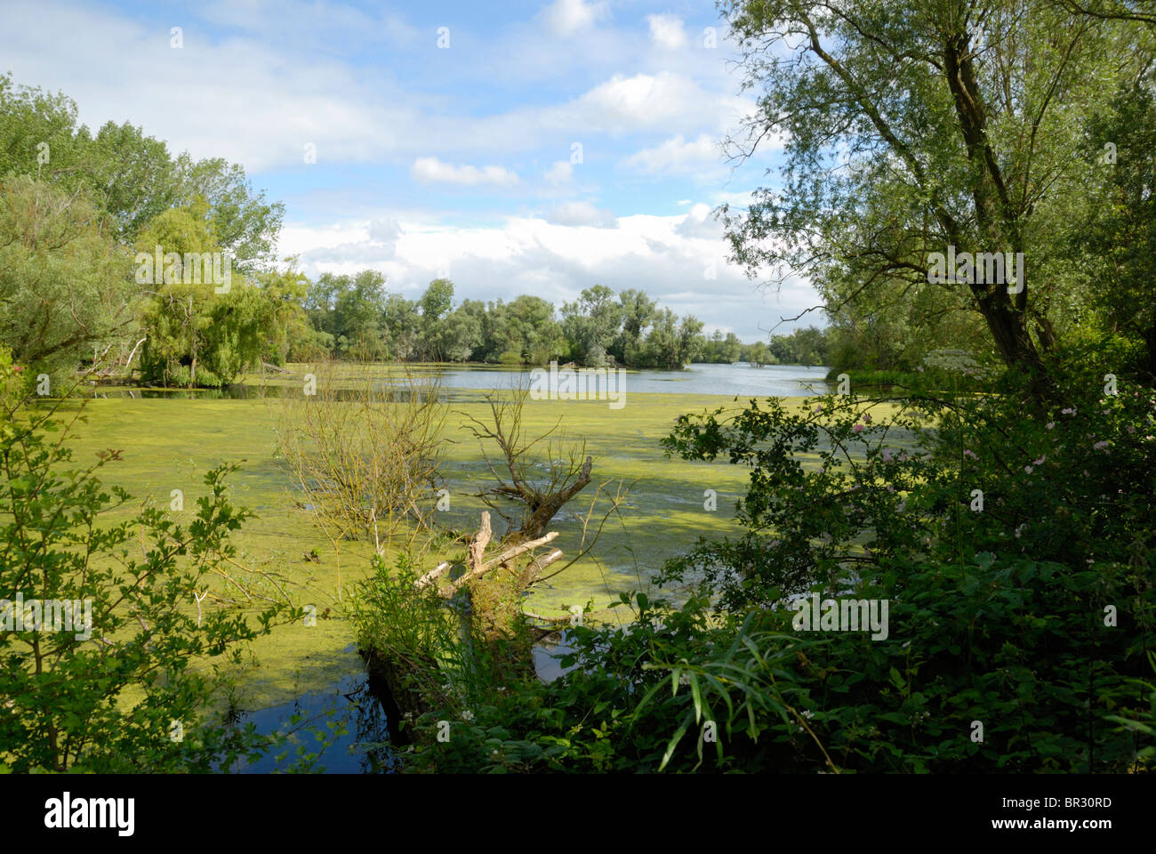 Heronry South Lake, Paxton Pits Nature Reserve, Cambridgeshire, England ...