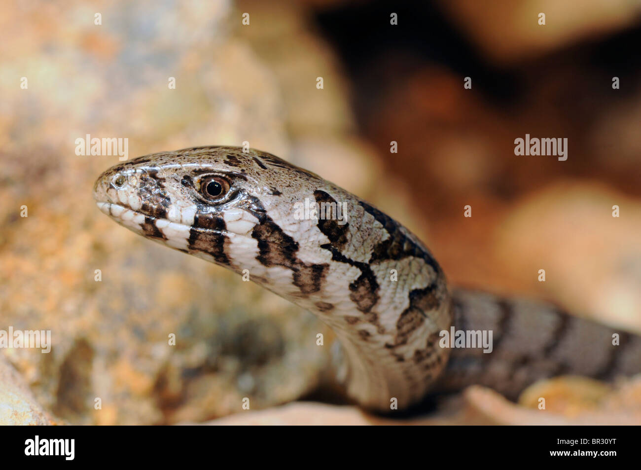 European glass lizard, armored glass lizard, Balkan Glass lizard ...