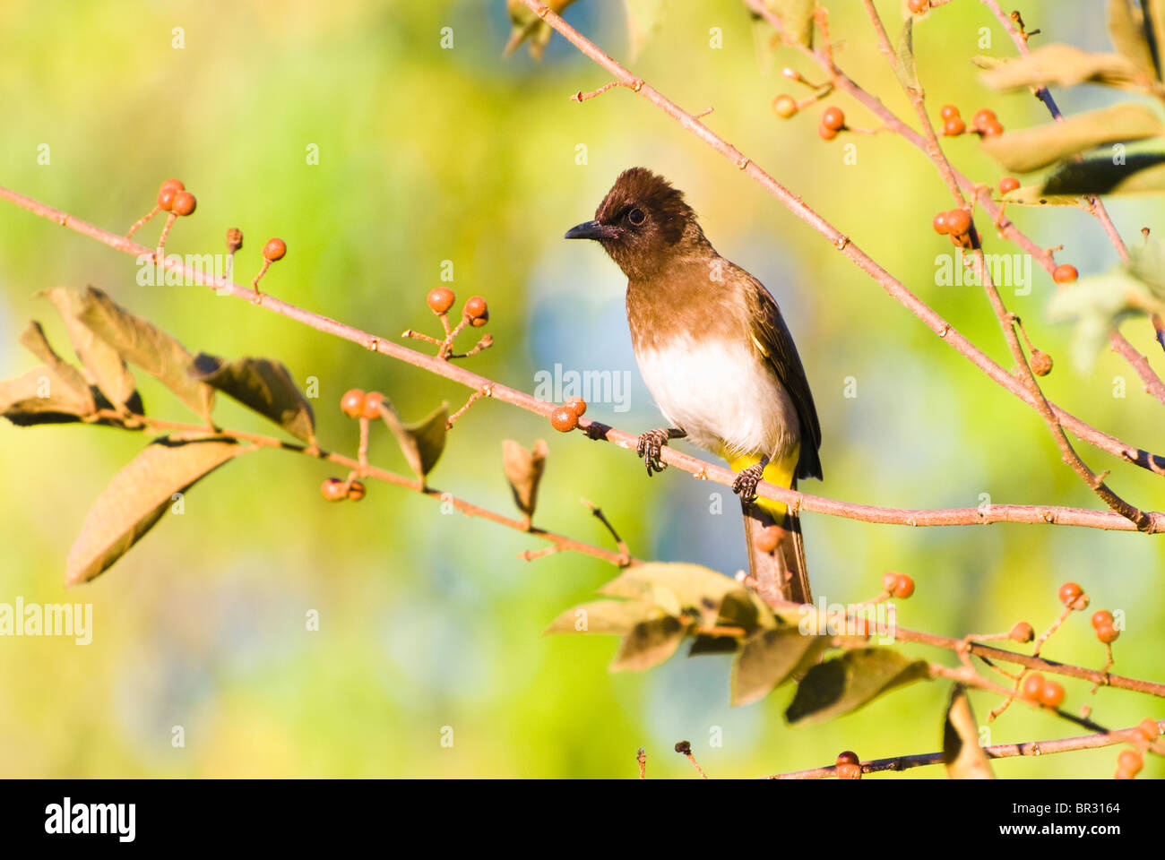 Common Bulbul (Pycnonotus barbatus) - single adult bulbul sitting on ...