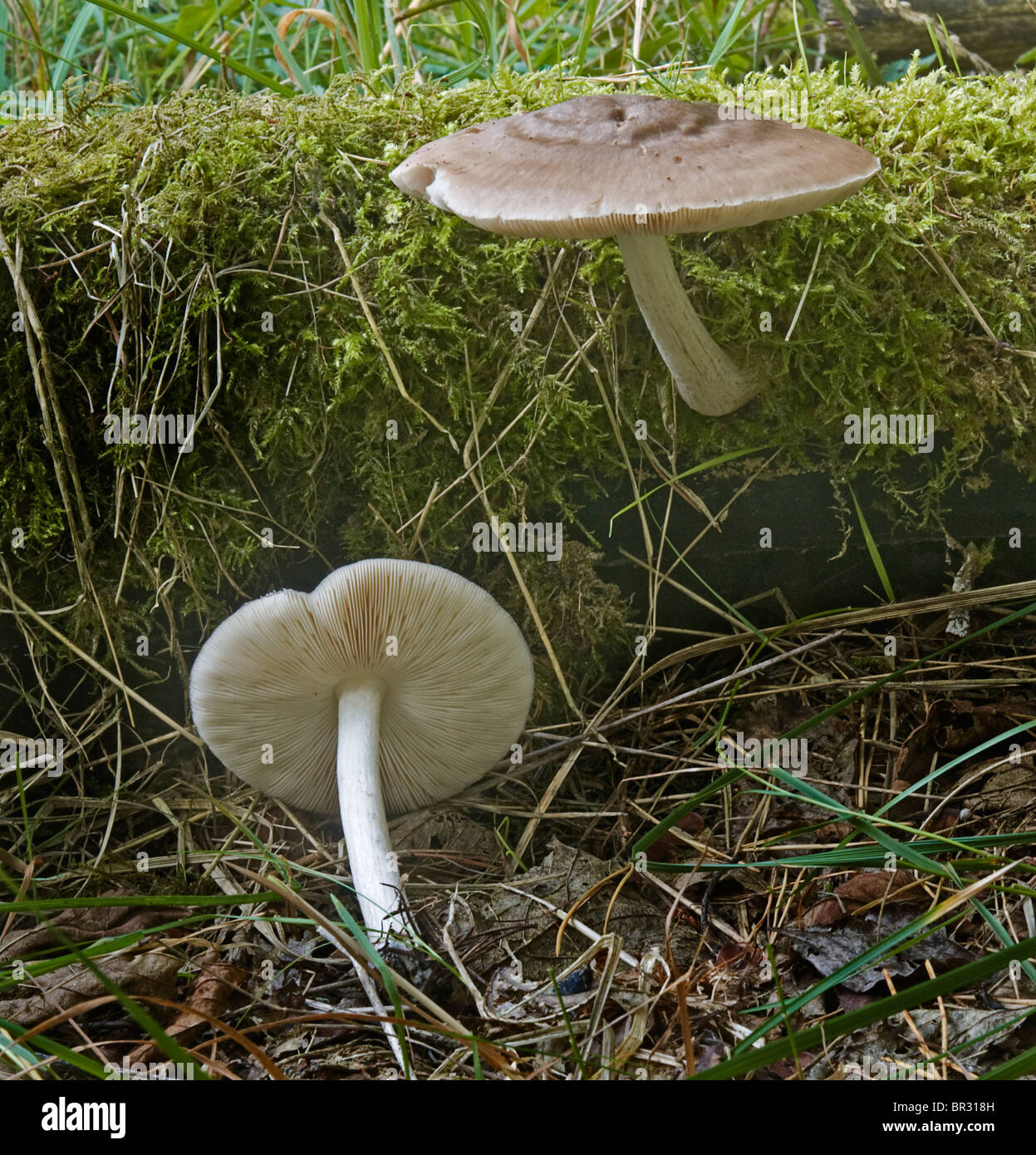 Pluteus fungi hi-res stock photography and images - Alamy