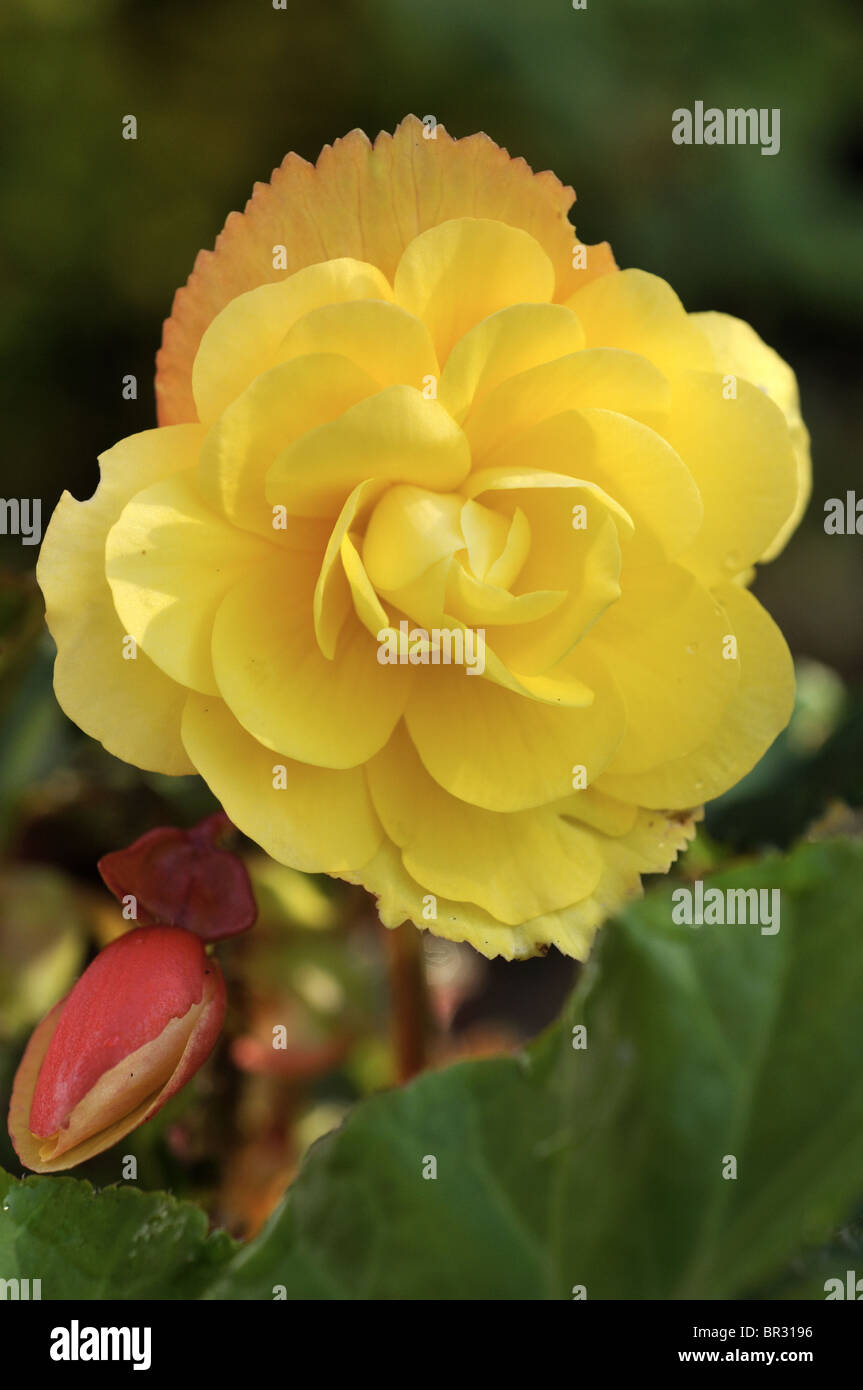 Begonia hi-res stock photography and images - Alamy