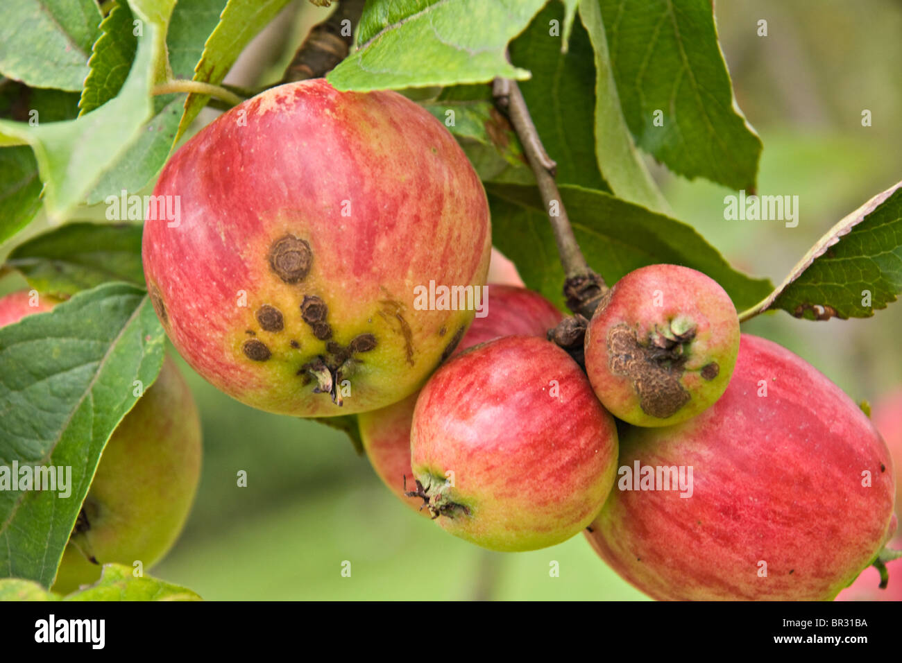 Apple scab hi-res stock photography and images - Alamy