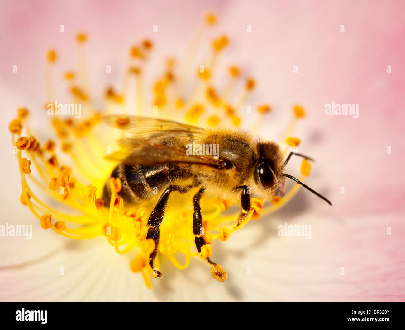 Working bee collecting pollen from a briar pink flower Stock Photo - Alamy