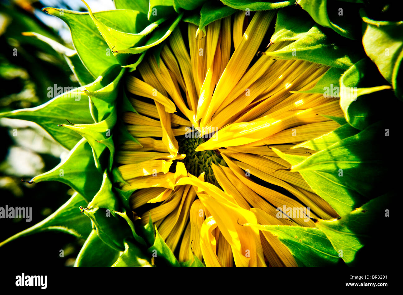 unripe flower of the sunflower on field Stock Photo - Alamy