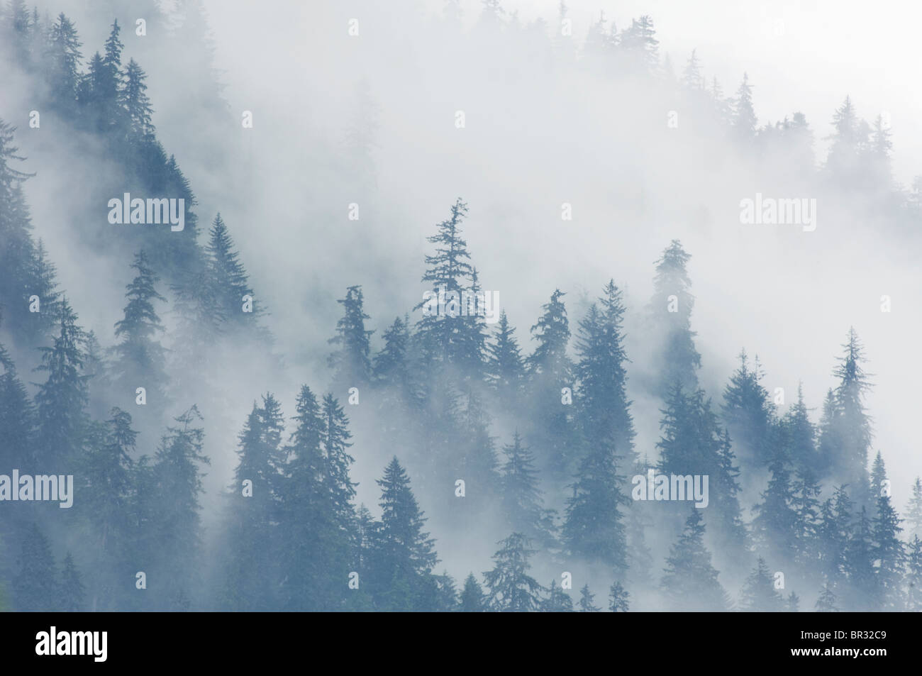 Mist drifting through the forest near Juneau, Alaska Stock Photo - Alamy