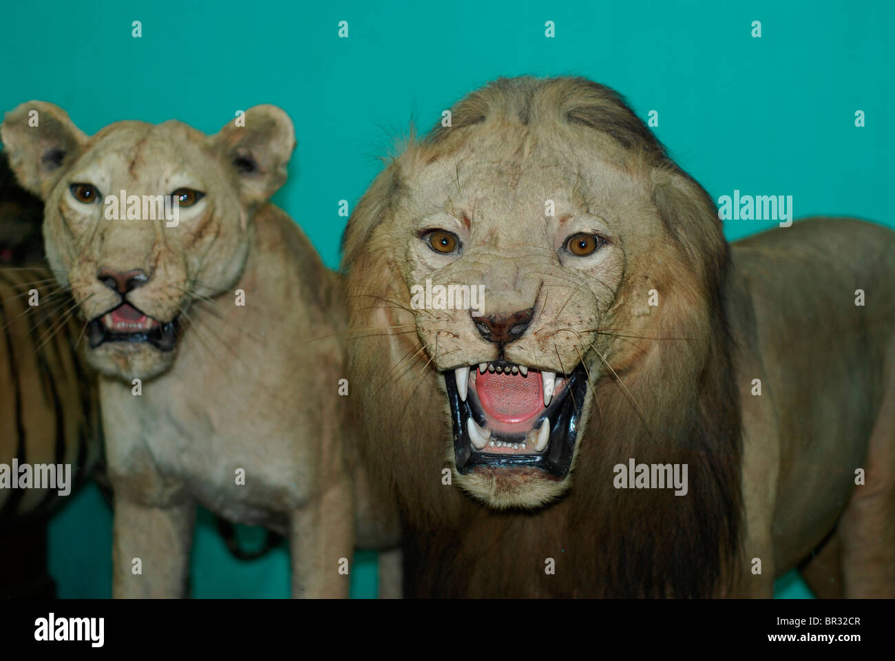 Stuffed lion hi-res stock photography and images - Alamy