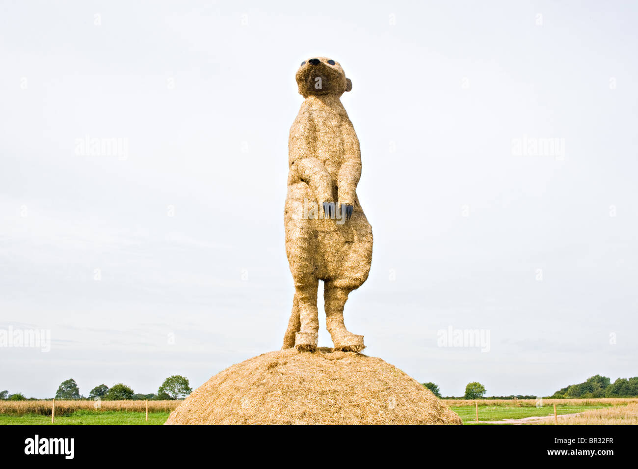 Statue of a Meerkat Sculpture at Snugburys Ice Cream Parlour near ...