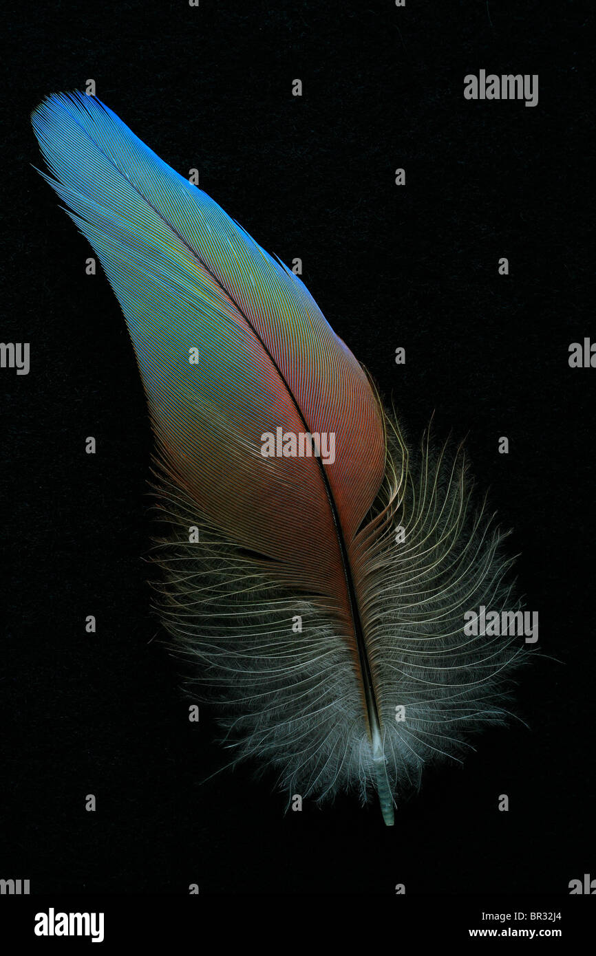 Pink and blue feather Stock Photo - Alamy
