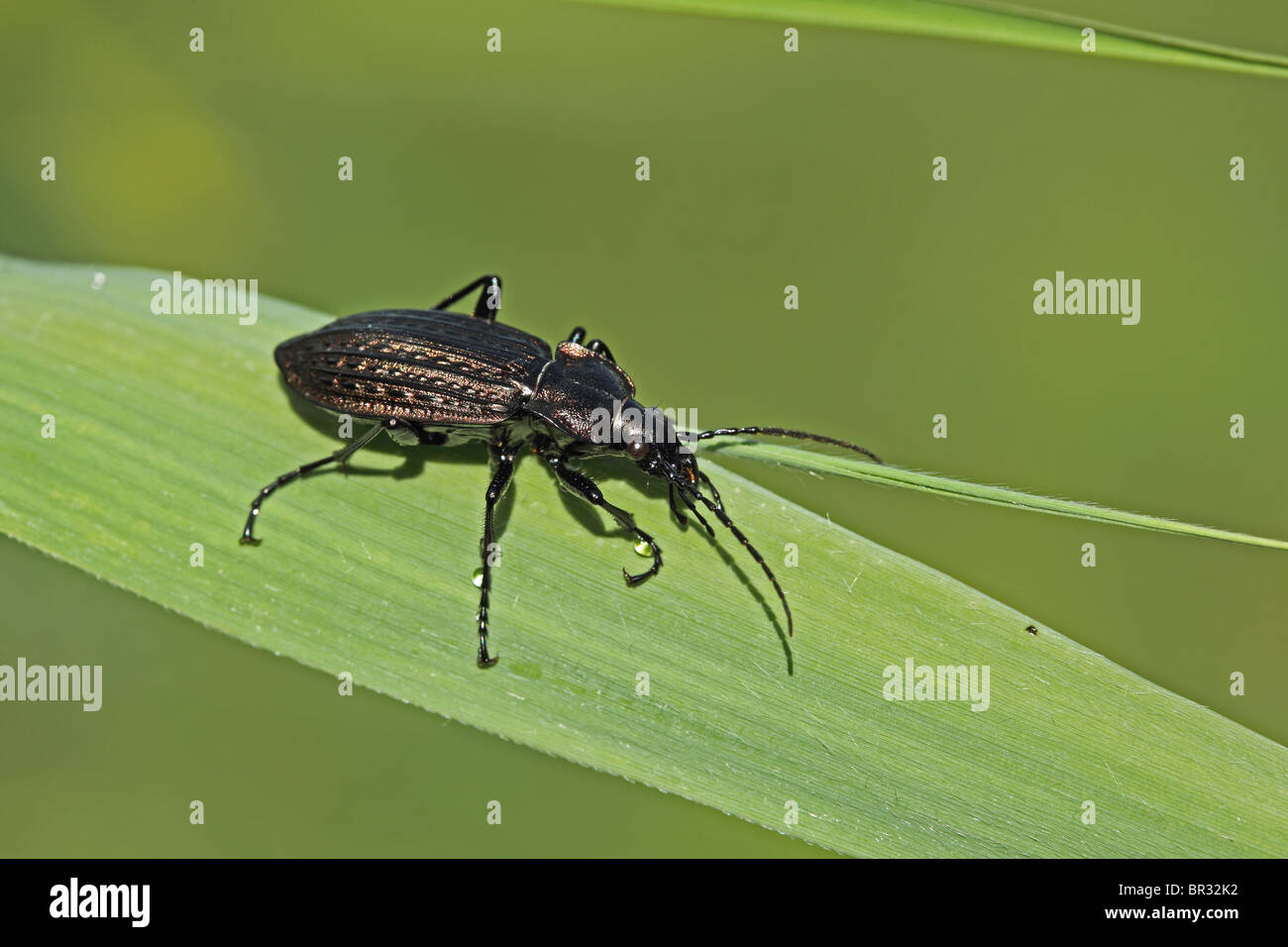 Ground Beetle species (Carabus granulatus Stock Photo - Alamy