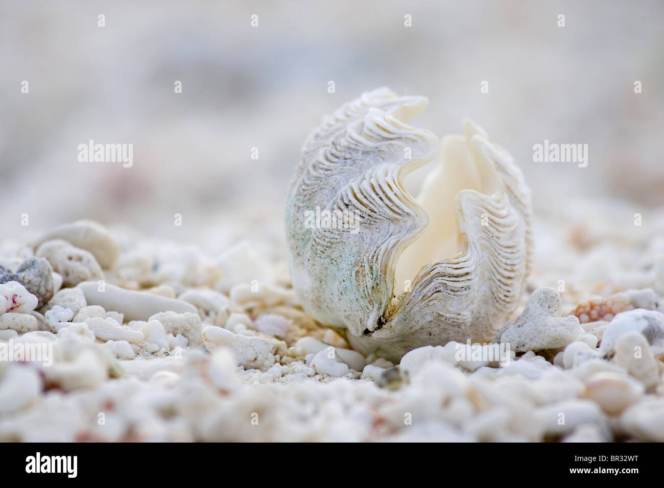 clam shell on the beach Stock Photo - Alamy