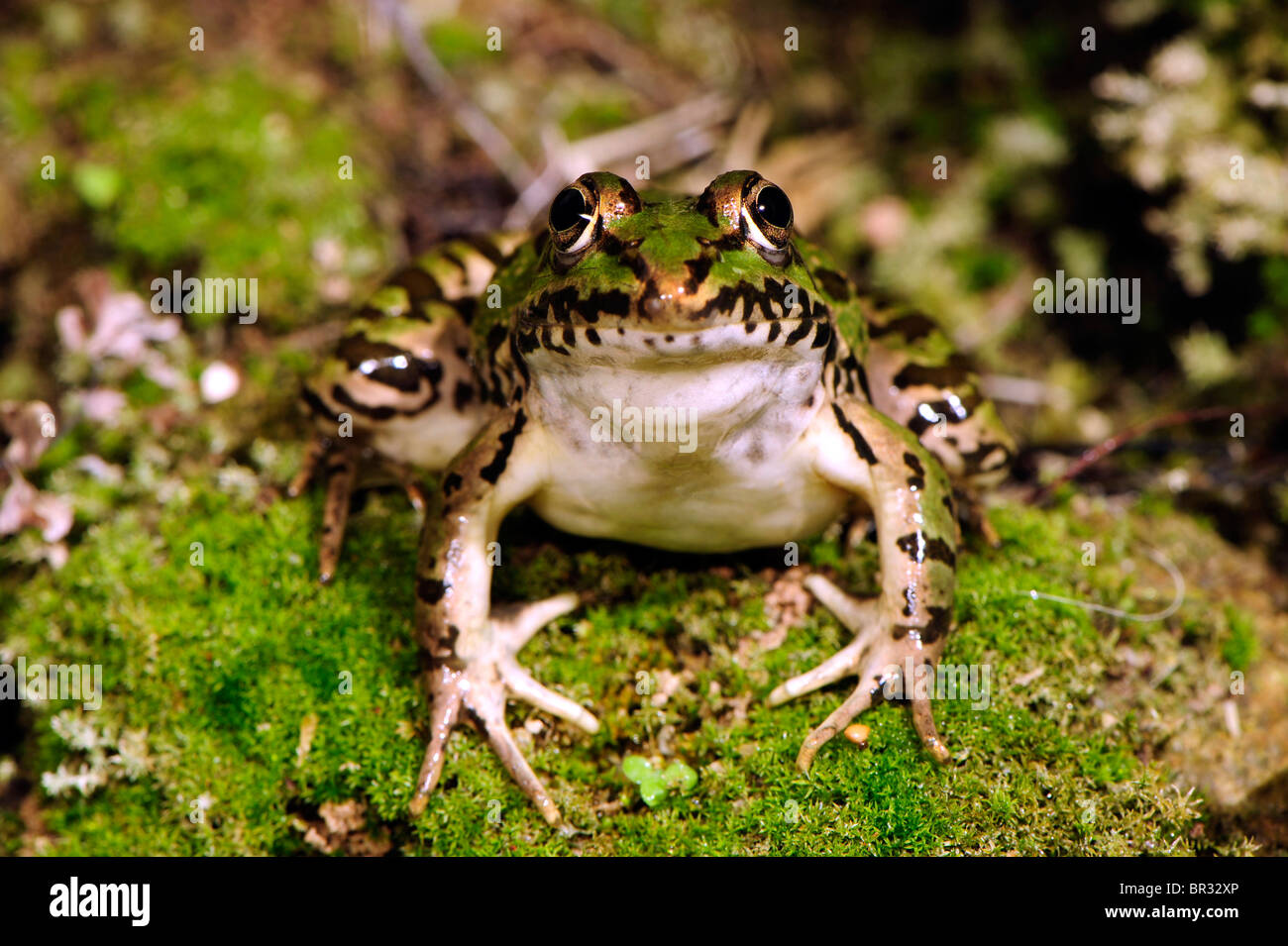 Greek March Frog (Pelophylax kurtmuelleri, Rana kurtmuelleri, Rana ...