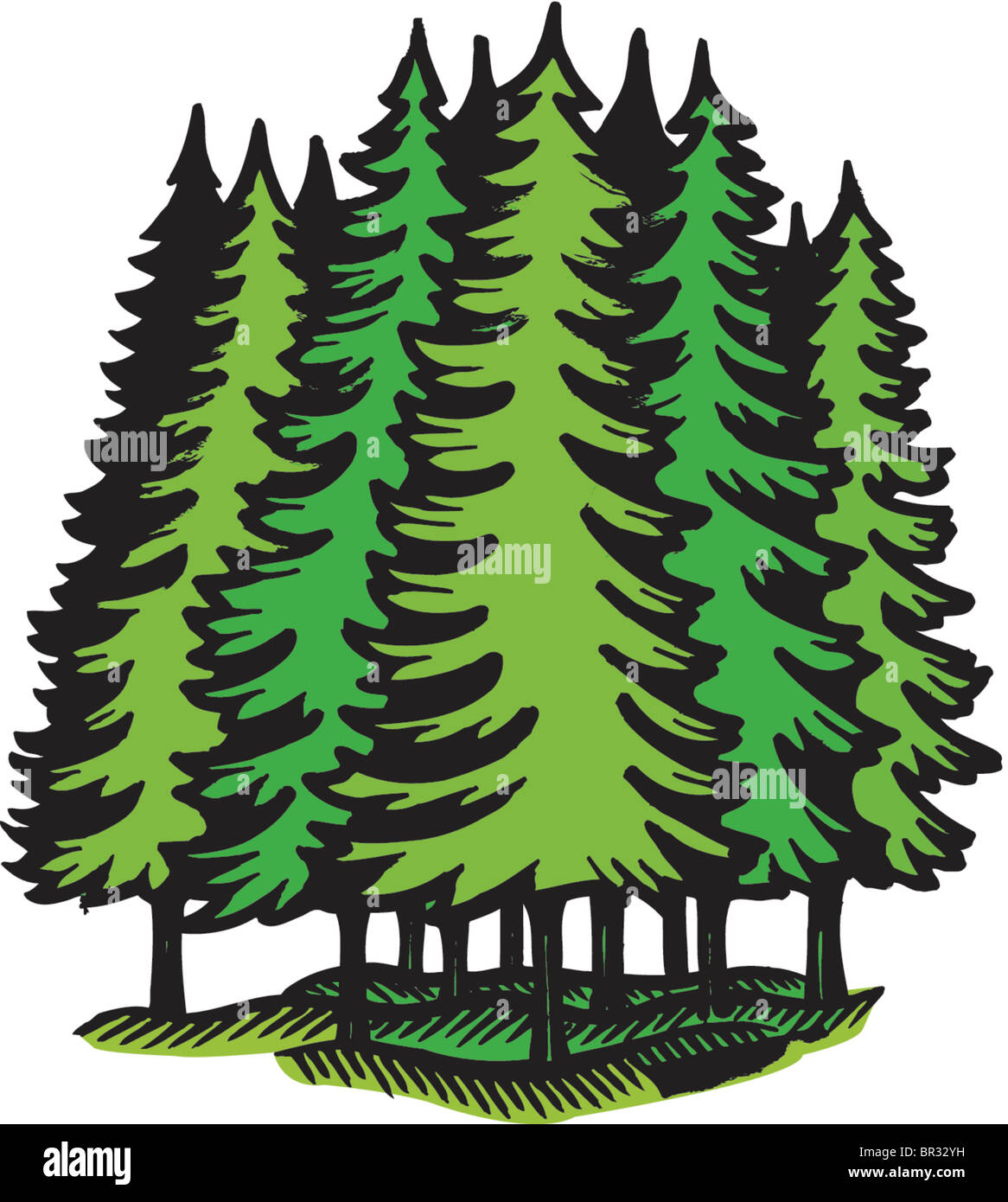 Coniferous Forest Biome Drawing
