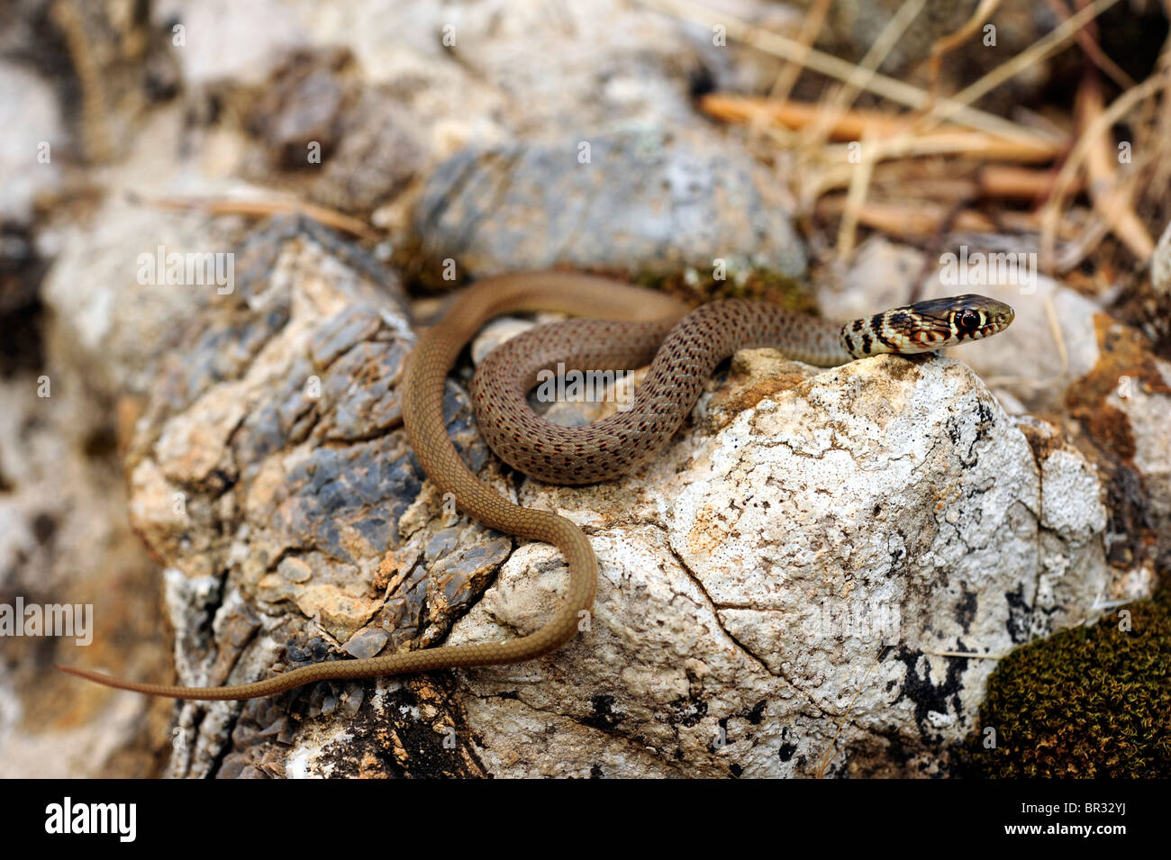 Balkan whip snake (Hierophis gemonensis, Coluber gemonensis ), juvenile ...