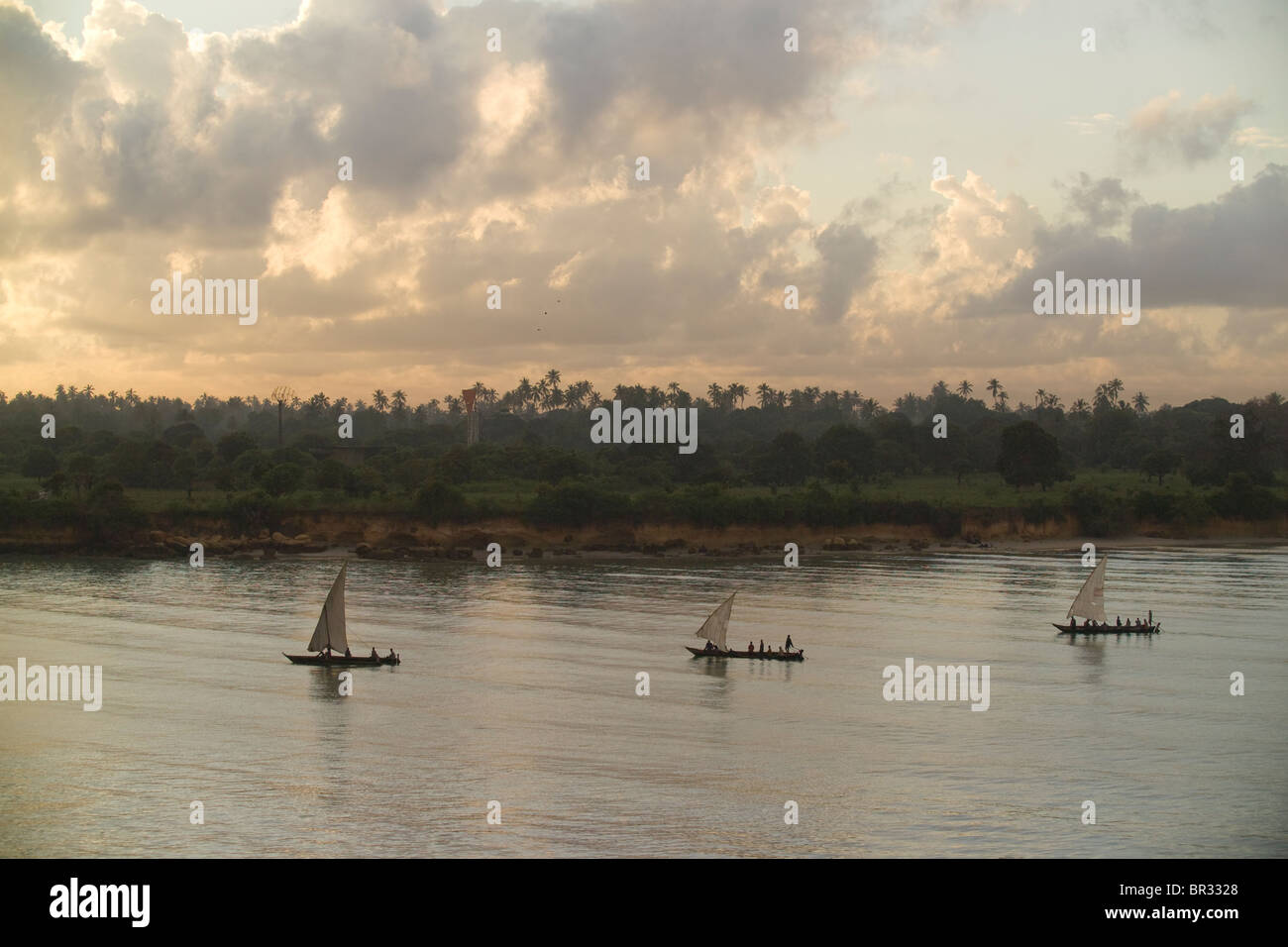 Dhow's, traditional arab sailing vessel's with lateen sails, fish the ...