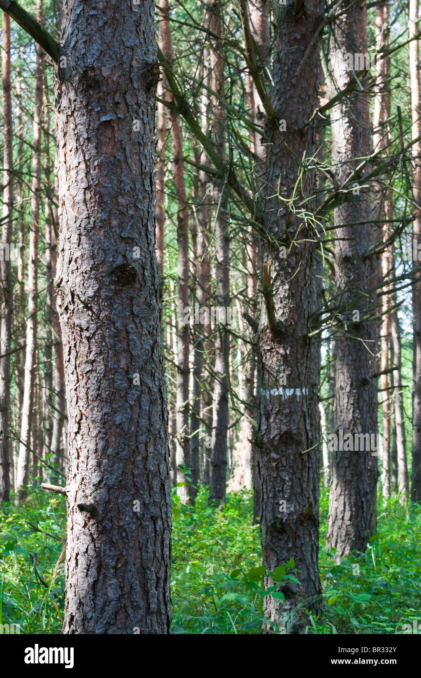 different tree trunks Stock Photo - Alamy