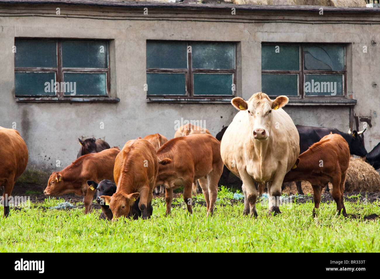 yearling and mature cows on dairy farm Stock Photo - Alamy