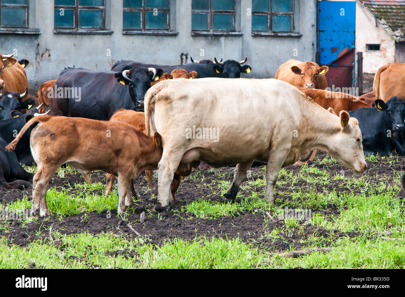yearling and mature cows on dairy farm Stock Photo - Alamy