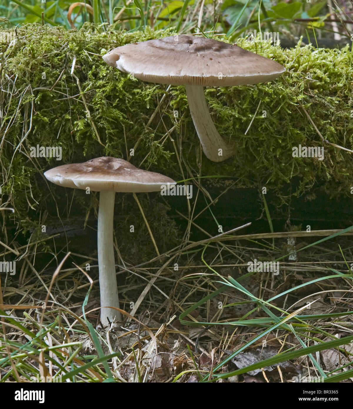 Pluteus cervinus also known as Pluteus atricapillus or as the deer ...